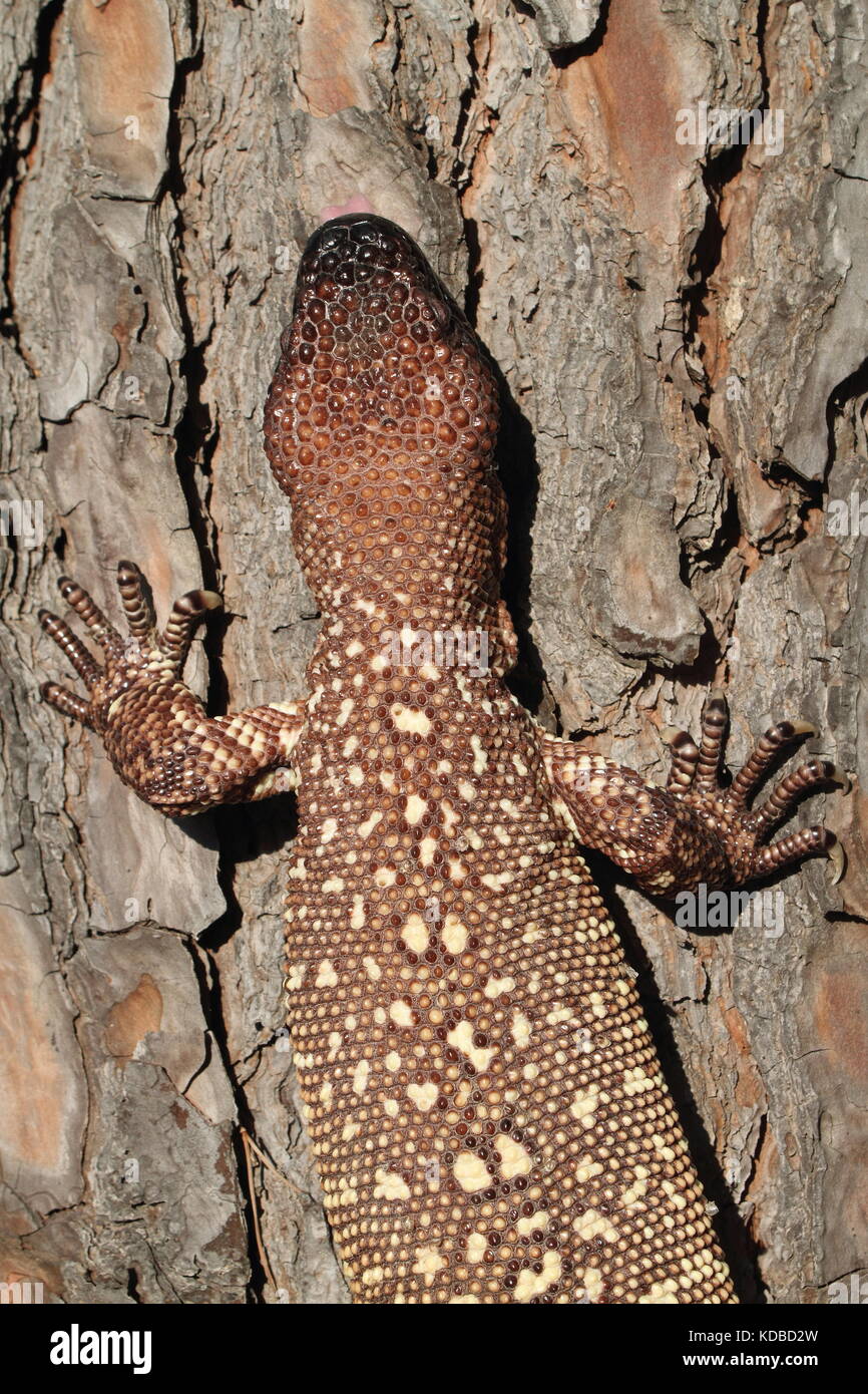 Mexican Beaded Lizard High Resolution Stock Photography and Images - Alamy