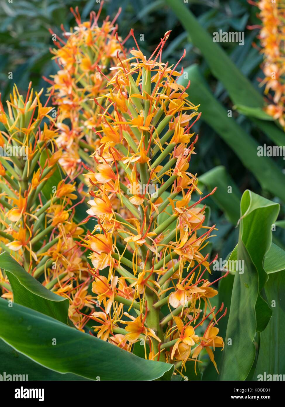 Hedychium, ginger lily Stock Photo - Alamy