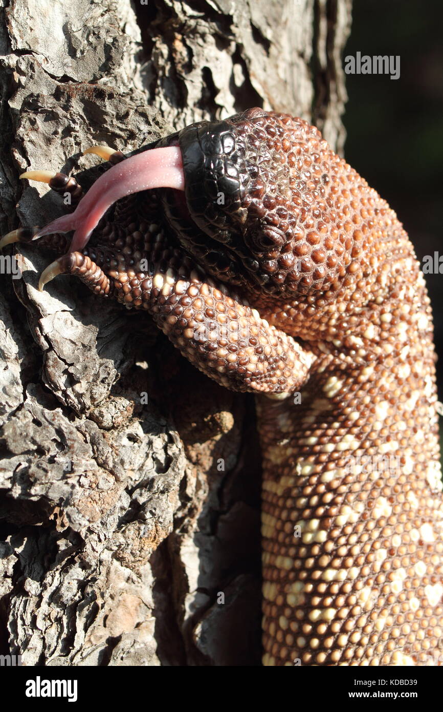 Beaded lizards hi-res stock photography and images - Alamy