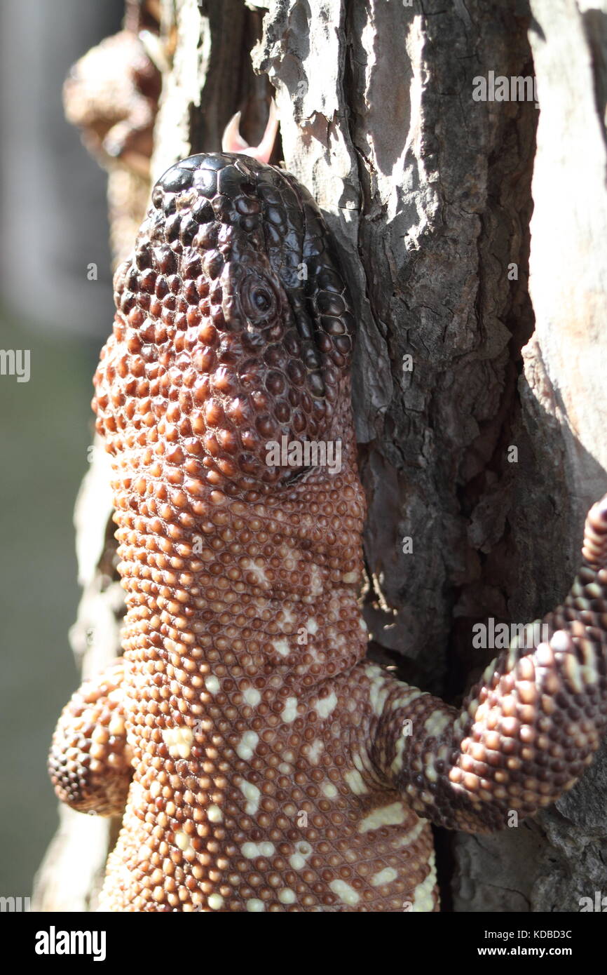 Beaded Lizards High Resolution Stock Photography and Images - Alamy