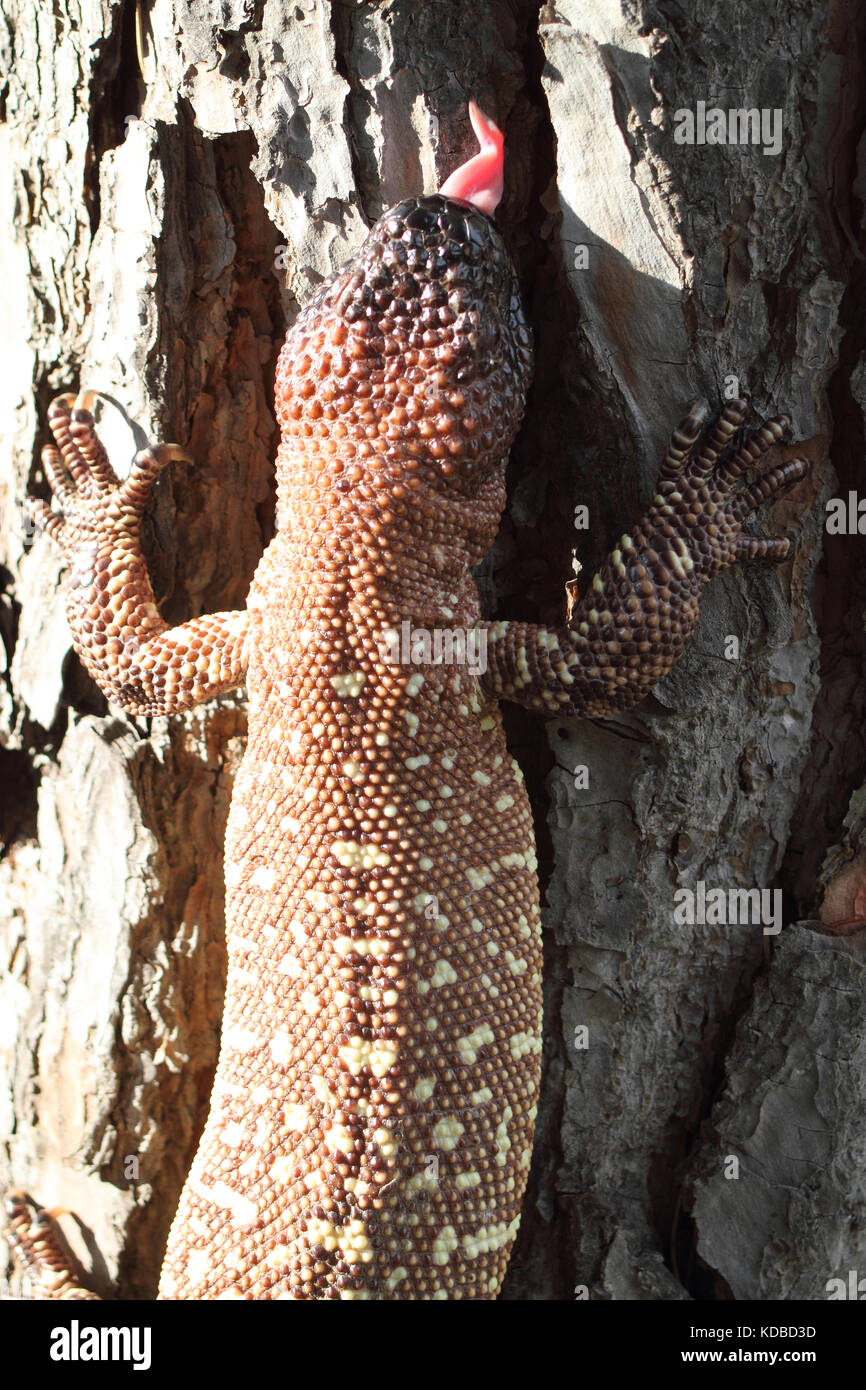 Beaded lizards hi-res stock photography and images - Alamy