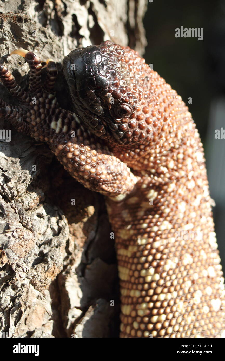 Beaded lizards hi-res stock photography and images - Alamy