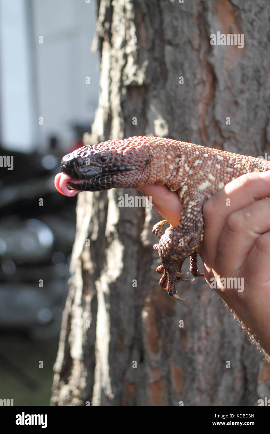 Venomous lizards hi-res stock photography and images - Alamy