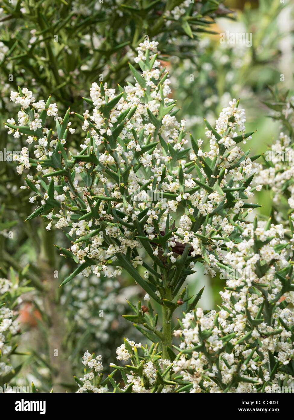 Colletia armata 'Rosea' Stock Photo - Alamy