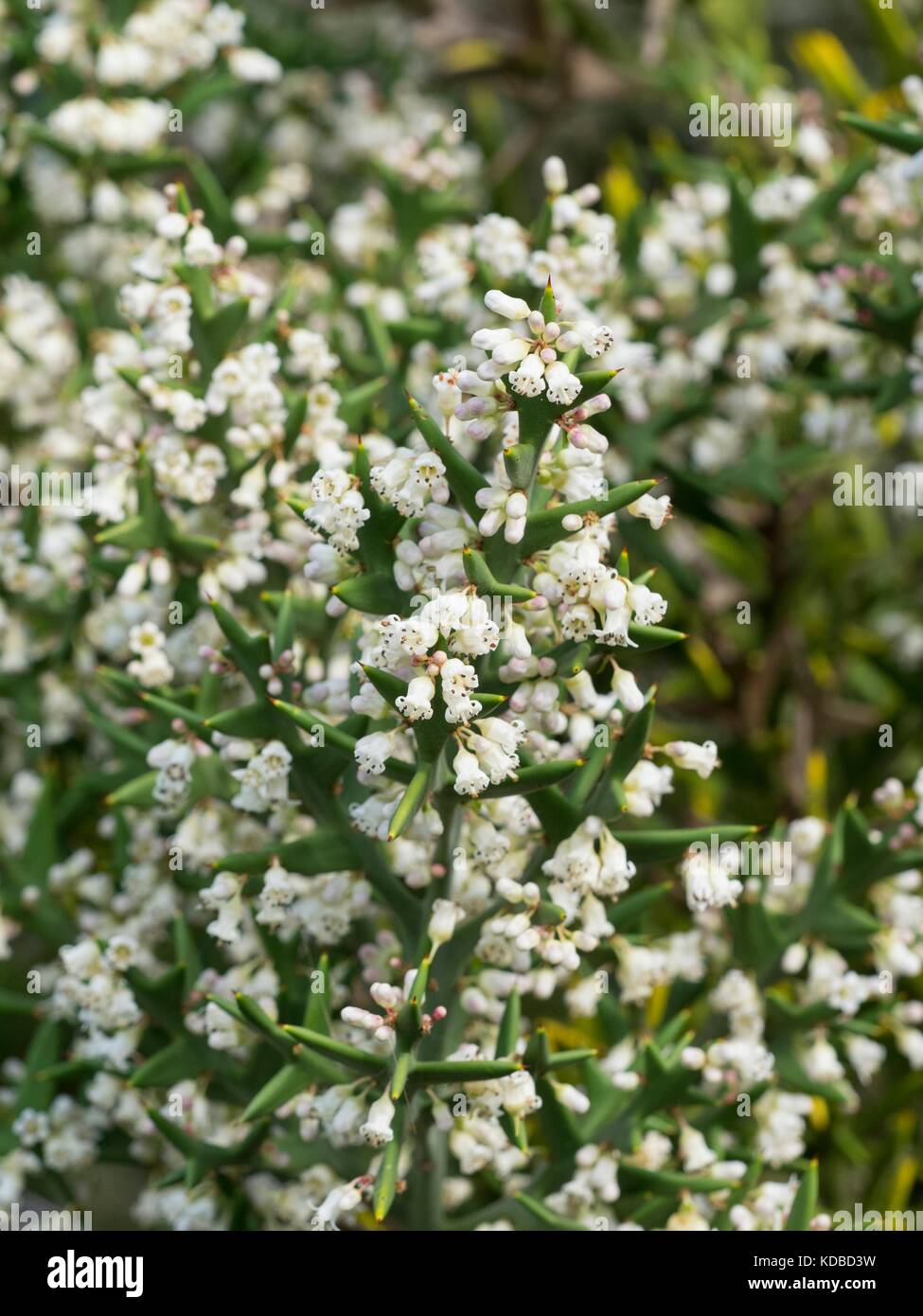 Colletia armata rosea hi-res stock photography and images - Alamy
