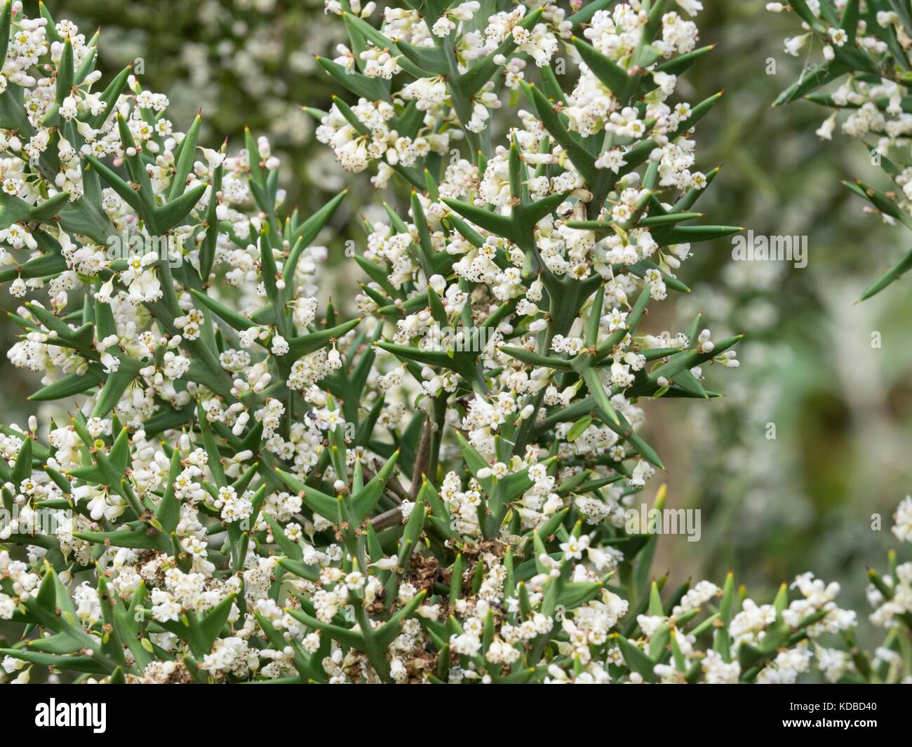 Colletia armata rosea hi-res stock photography and images - Alamy