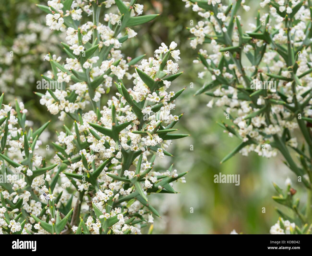 Colletia armata rosea hi-res stock photography and images - Alamy