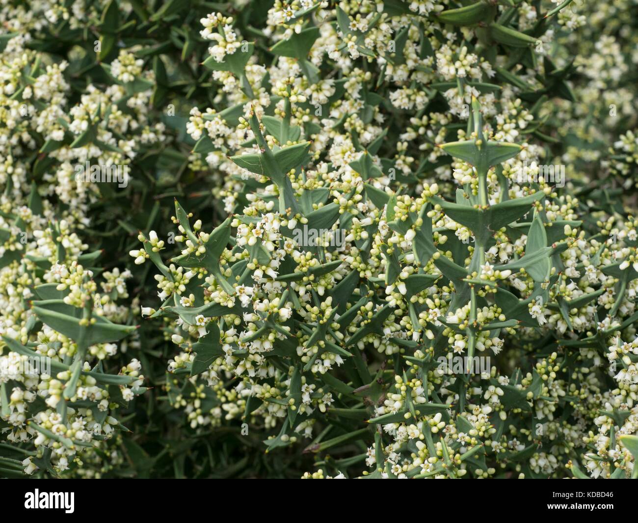 Colletia paradoxa, anchor plant, in flower Stock Photo - Alamy