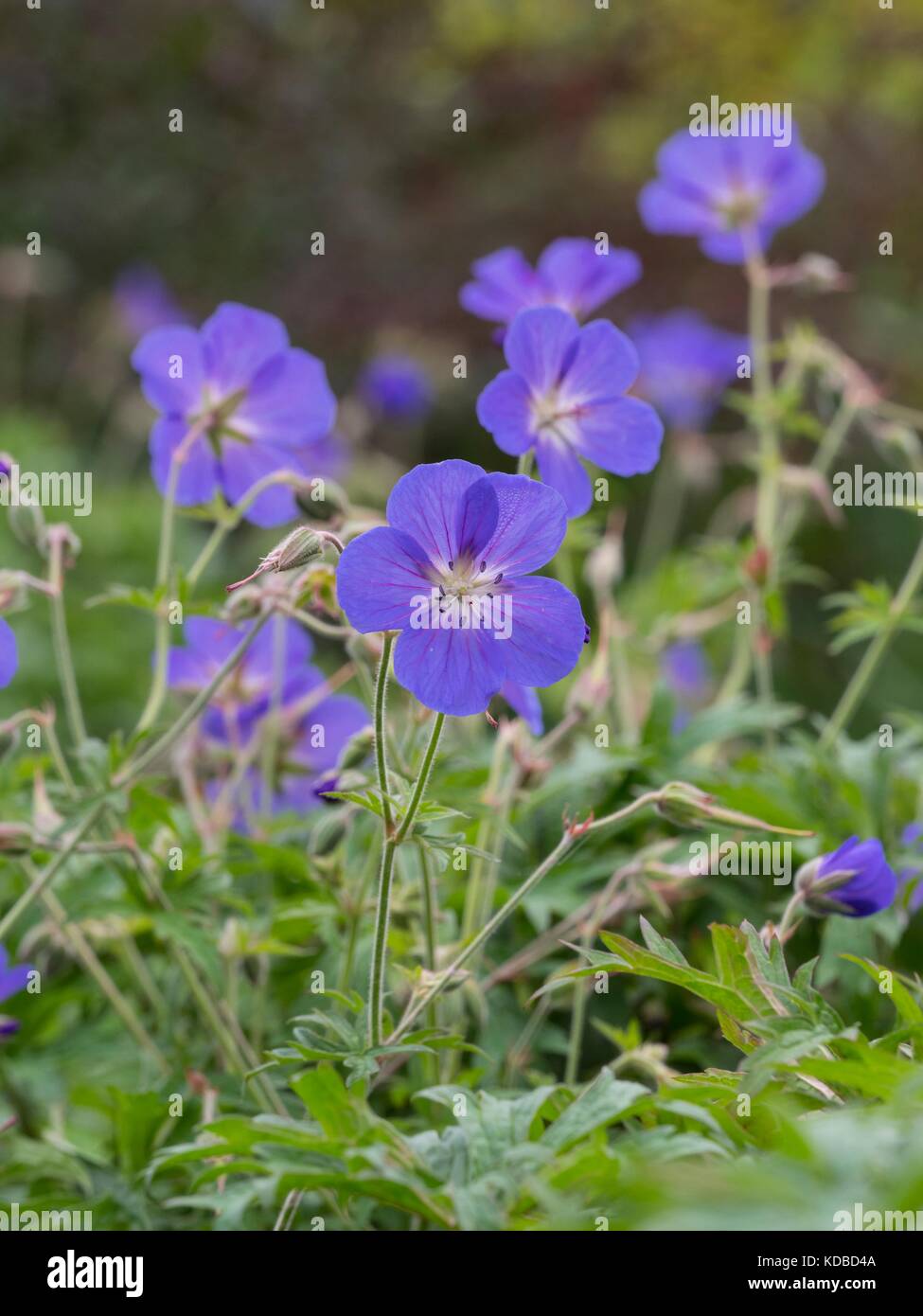 Geranium × johnsonii 'Johnson's Blue' Stock Photo - Alamy