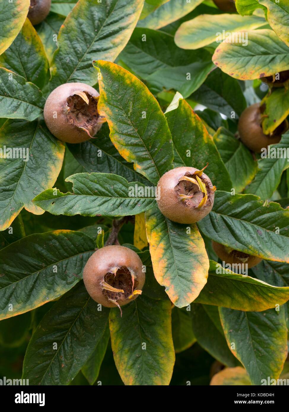 Mespilus germanica, common medlar Stock Photo - Alamy