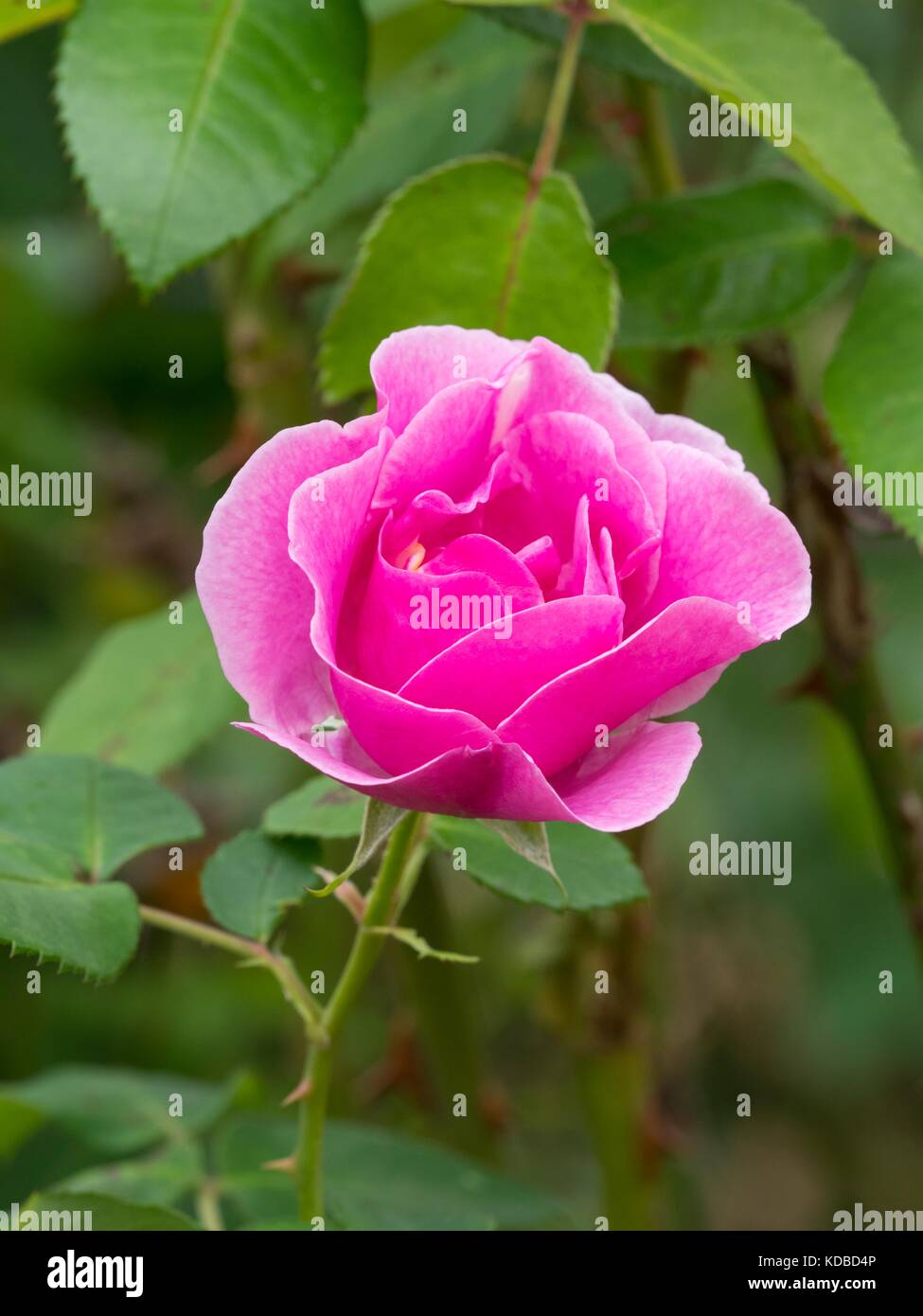 Compact Bush Rose High Resolution Stock Photography and Images - Alamy