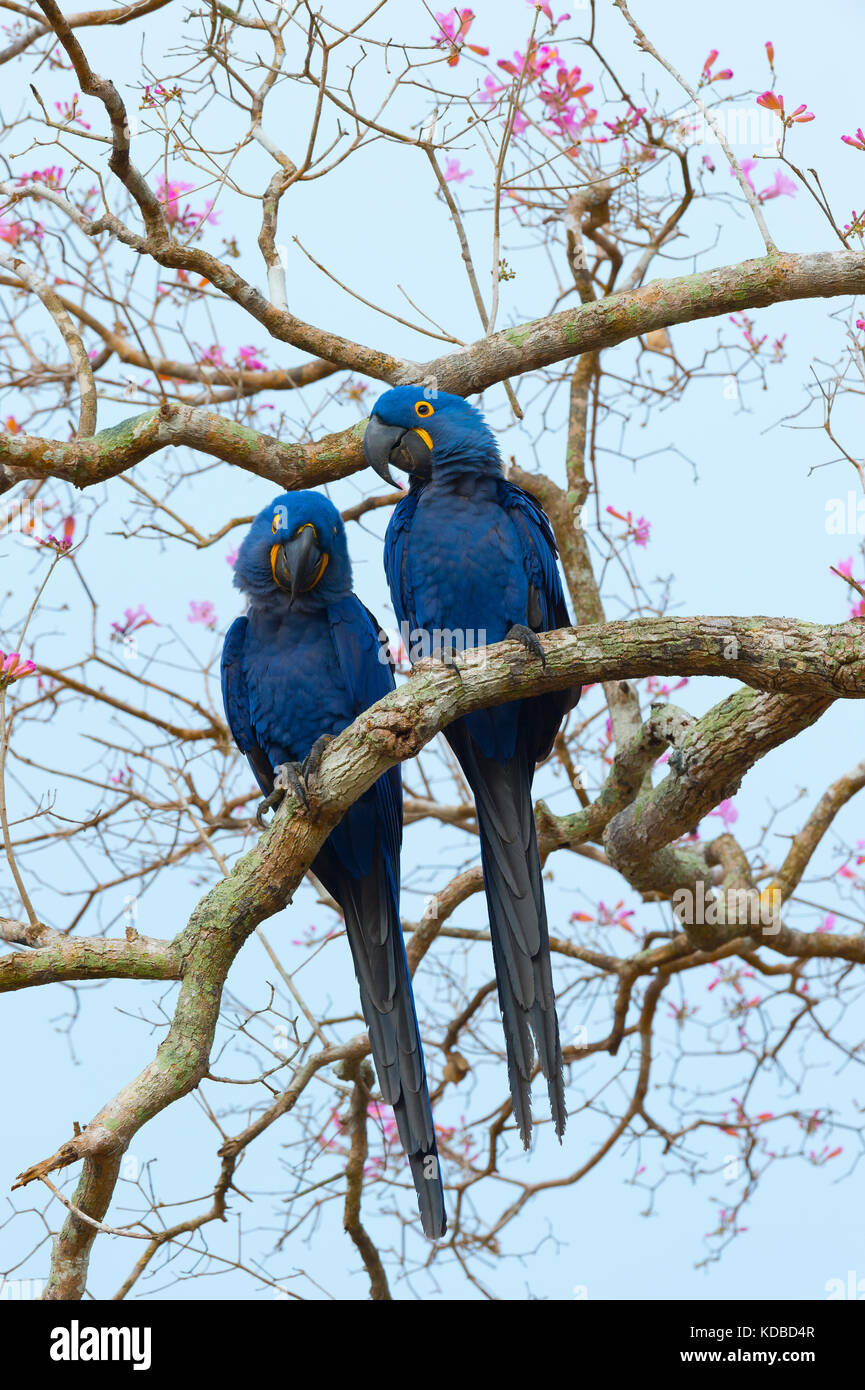 Two Hyacinth Macaws (Anodorhynchus hyacinthinus) in a Pink Ipe Tree ...
