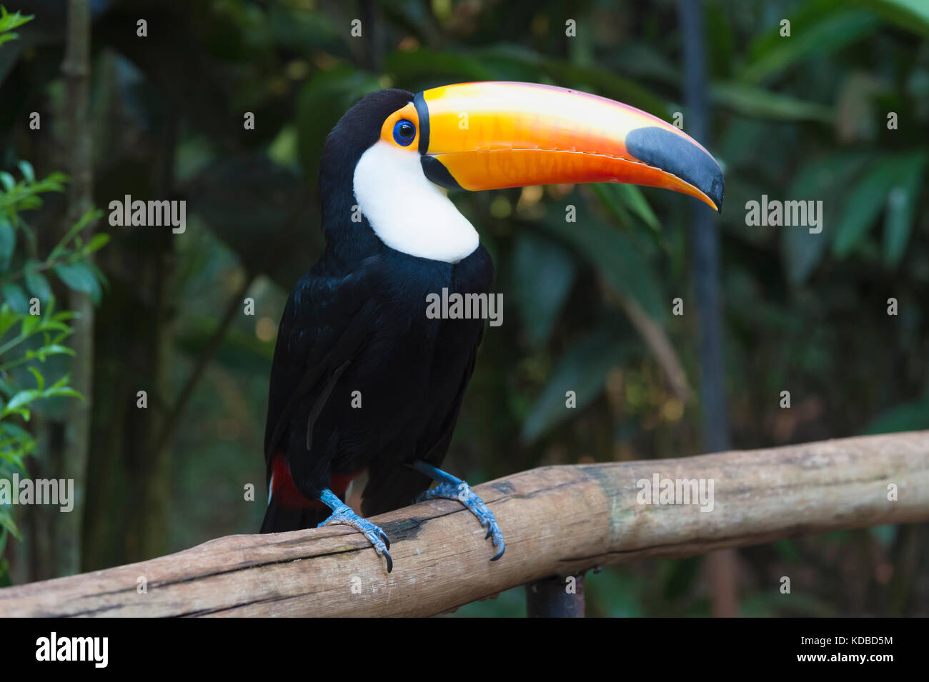Toco Toucan (Ramphastos toco), Pantanal, Mato Grosso, Brazil Stock ...