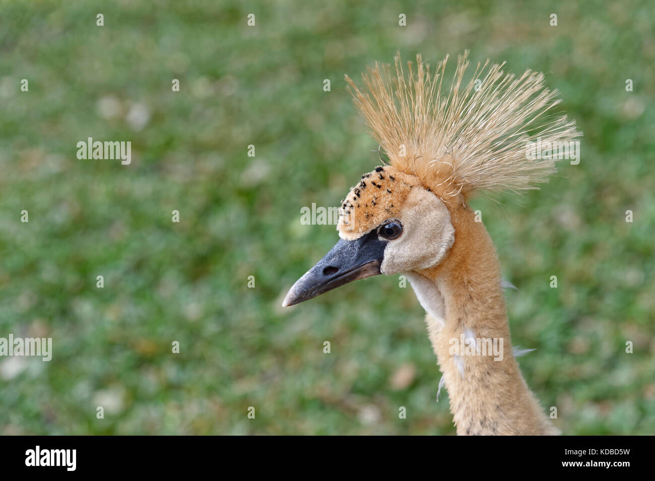Head of a Grey Crowned-Crane or Blue-necked Crowned-Crane (Grulla ...