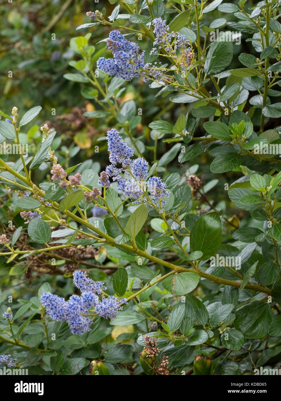 Ceanothus arboreus 'Trewithen Blue', Californian lilac Stock Photo - Alamy
