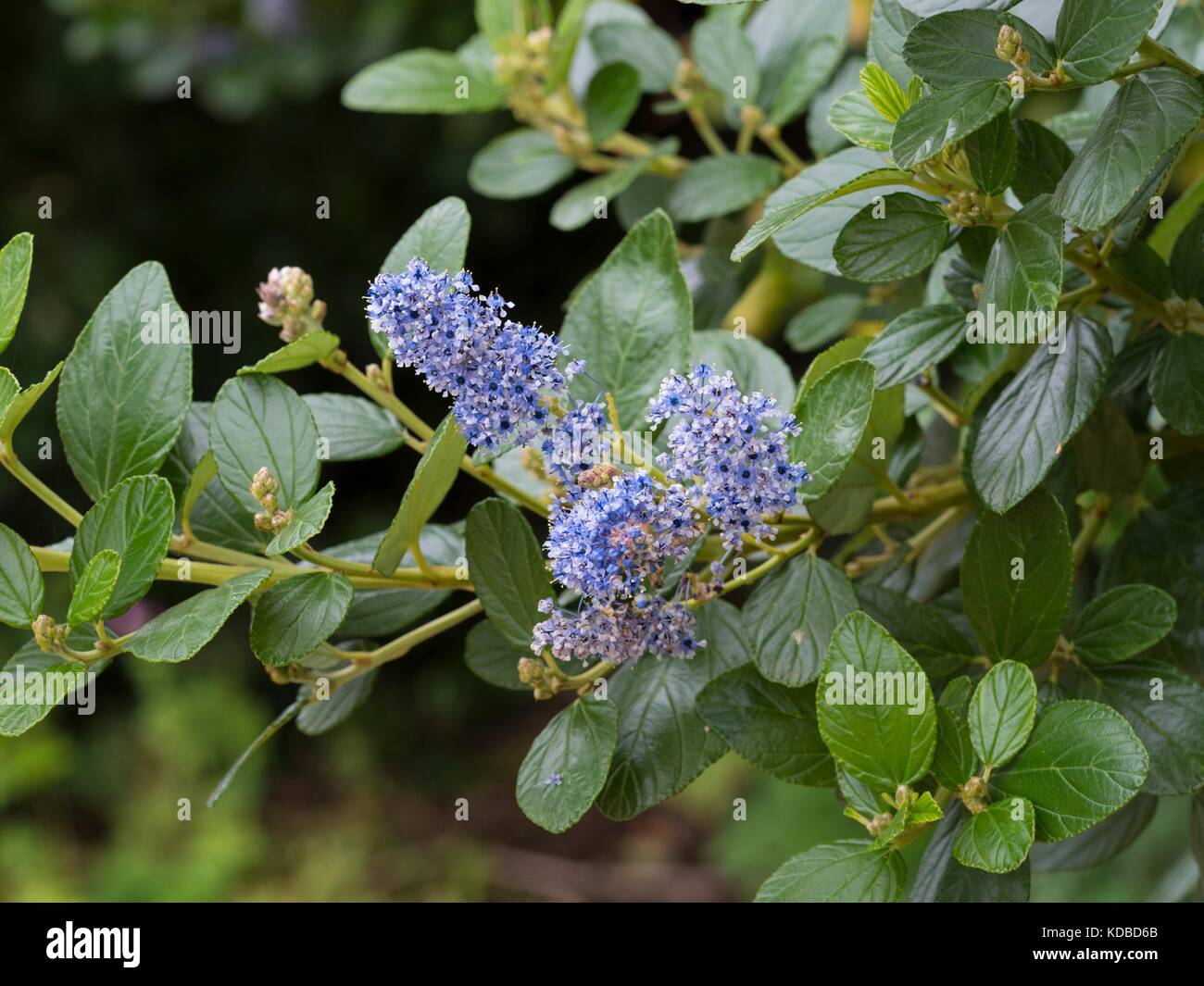 Ceanothus arboreus trewithen blue hi-res stock photography and images ...
