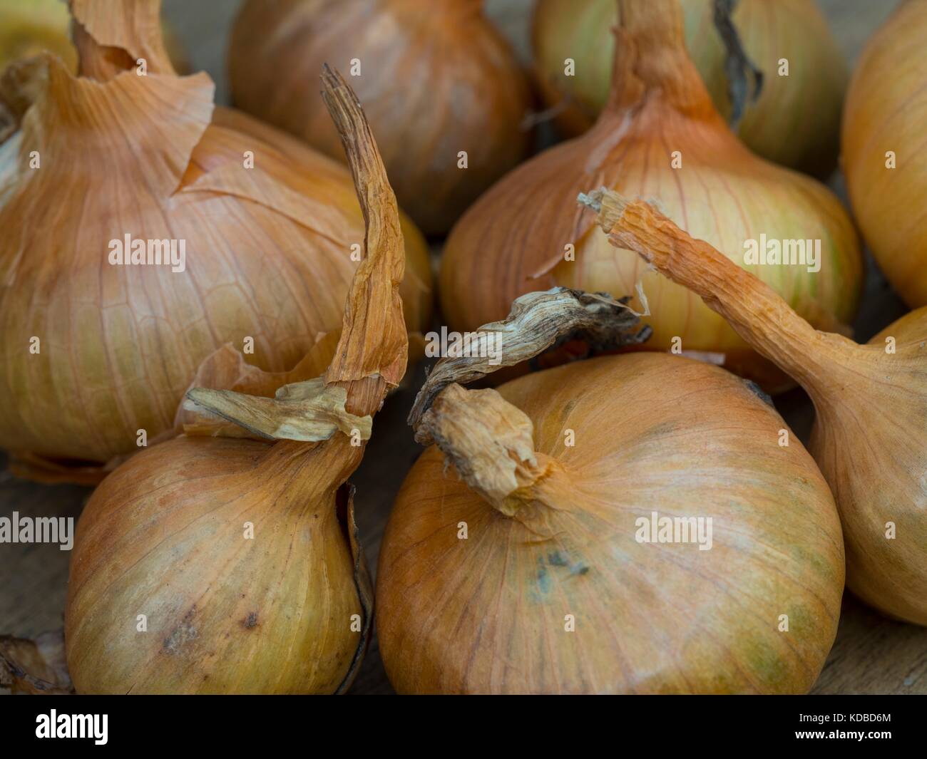 Maincrop onions hi-res stock photography and images - Alamy