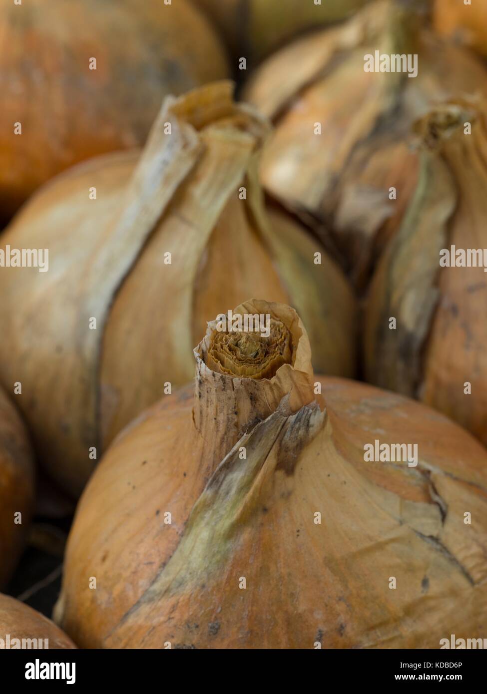 Maincrop onions, 'sturon', in store Stock Photo - Alamy