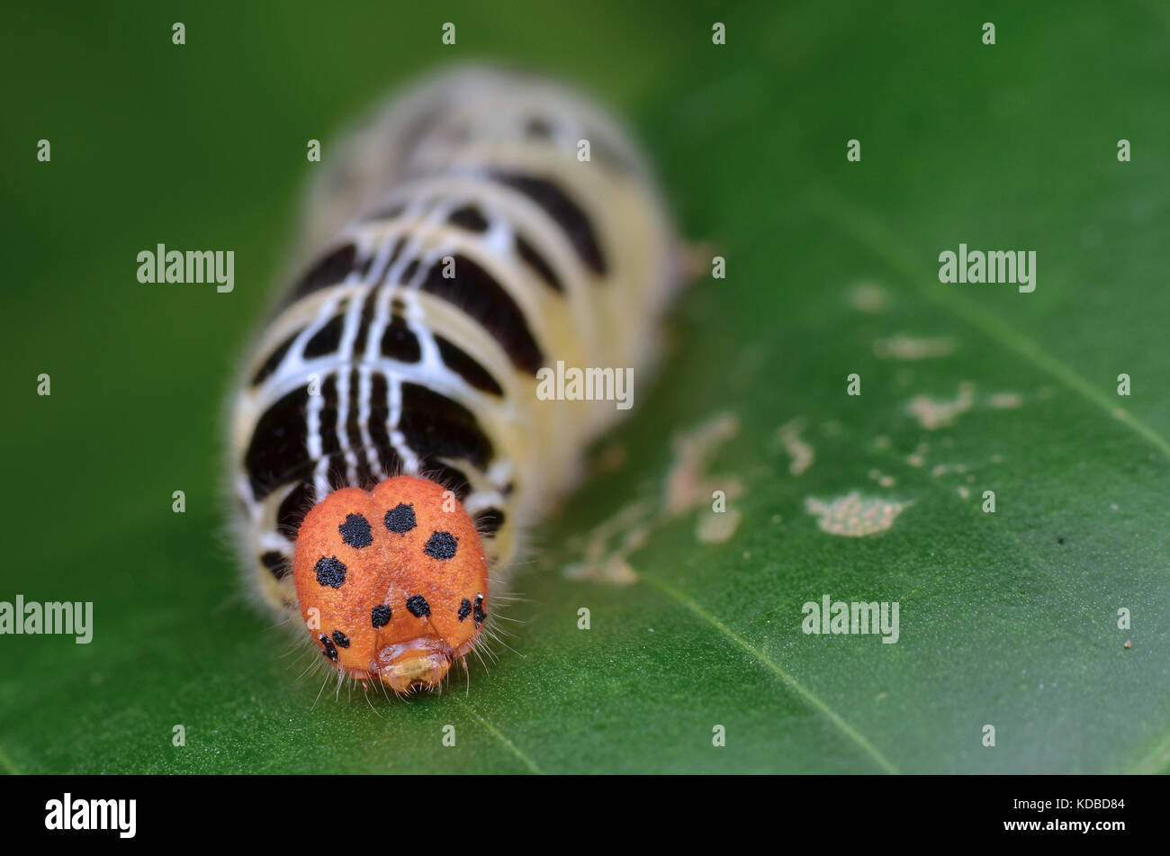close up image of a colorful caterpillar Stock Photo - Alamy