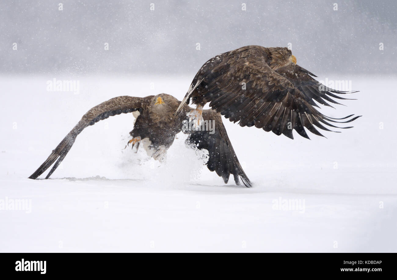 White-tailed Sea Eagle flying above a snow covered landscape Stock ...
