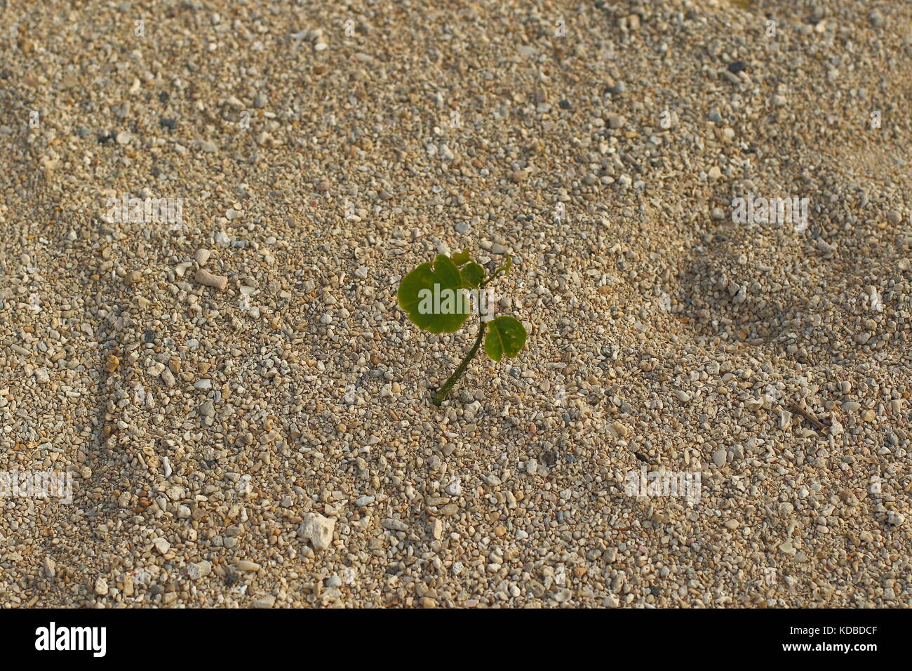 Small green plant flourishes in a seemingly hostile patch of sand in ...