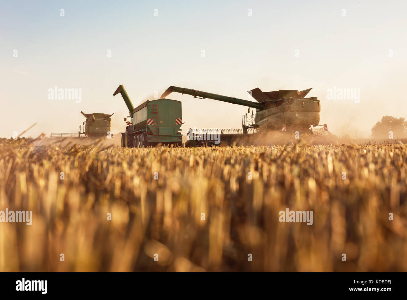 Combine reloading grain into tractor trailer Stock Photo - Alamy