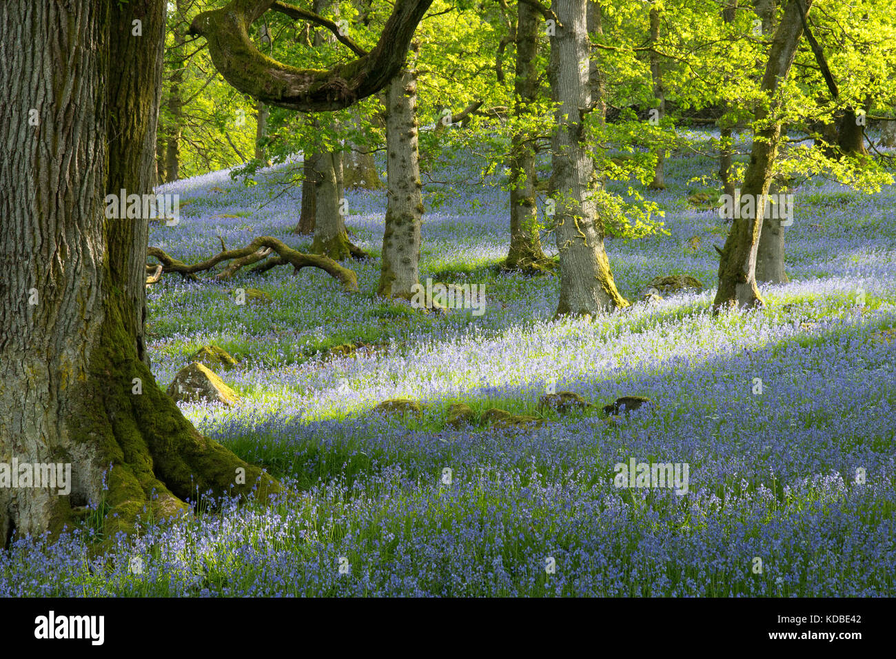 Bluebells in the woods at Naddle Farm, Haweswater, Cumbria, UK, 2014 ...