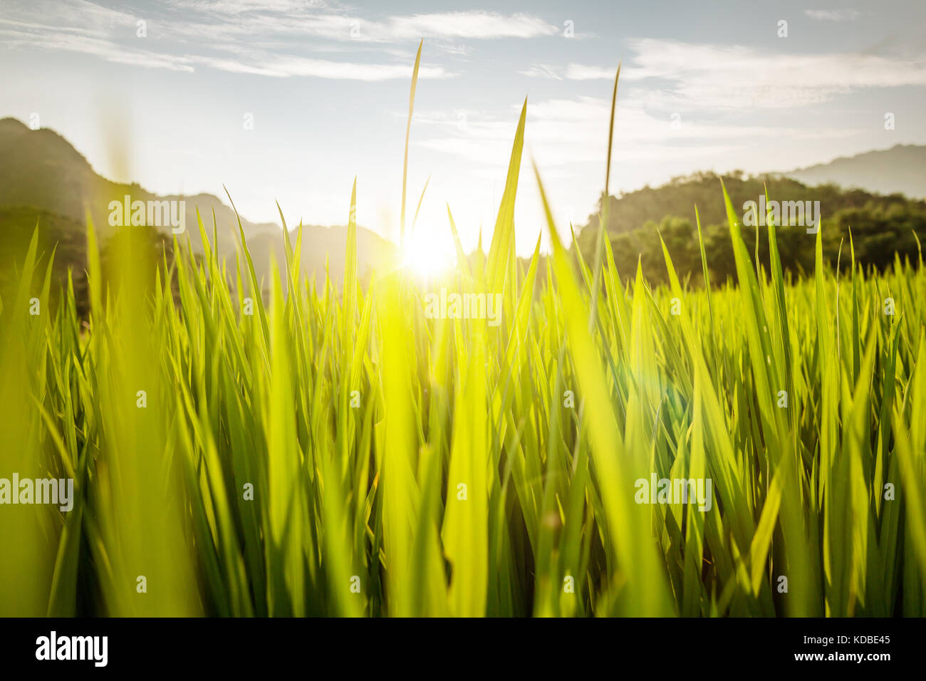 Sunny Rice Field Stock Photo - Alamy
