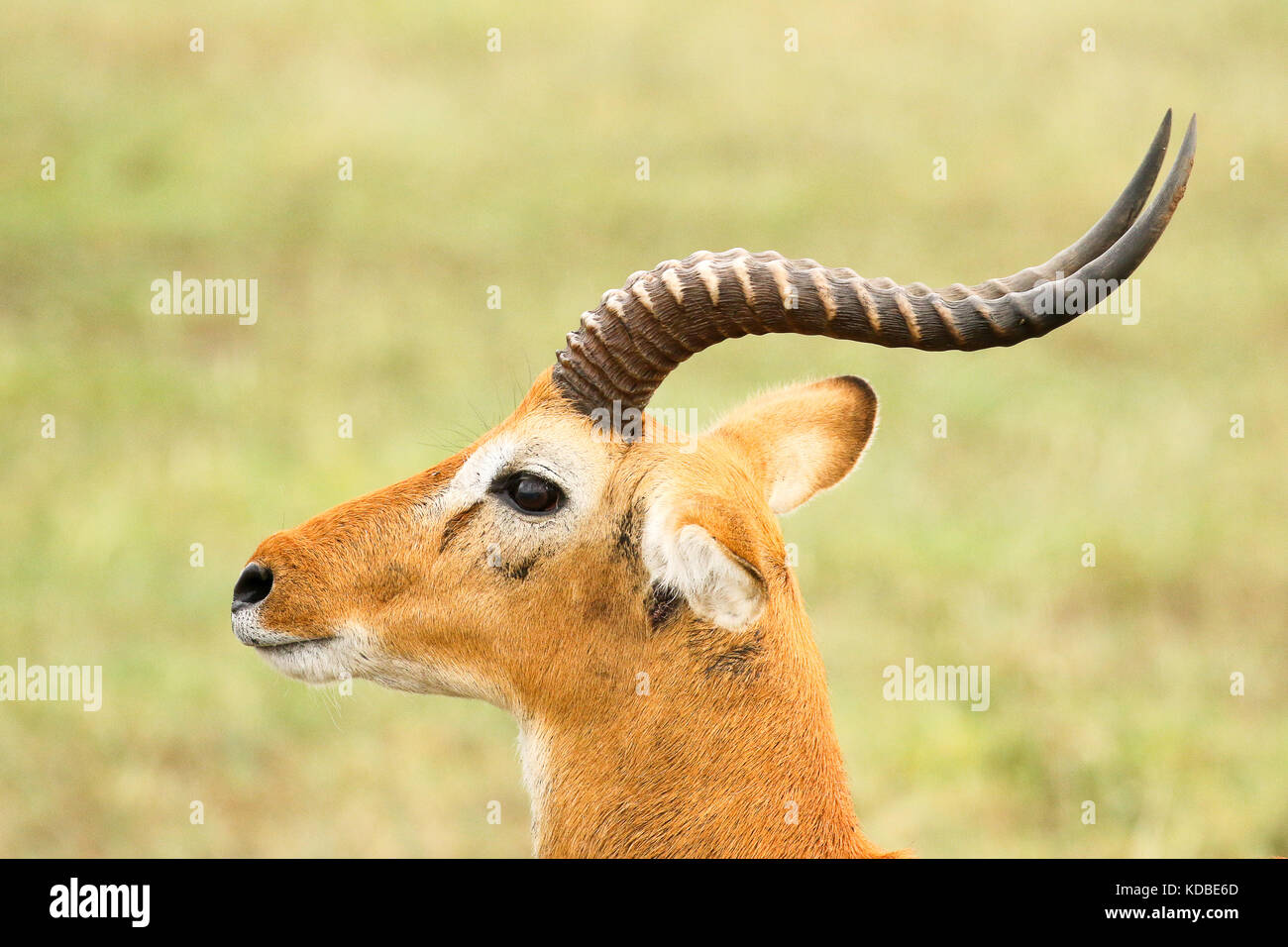 Male Uganda Kob in the mating ground, Murchison Falls National Park ...