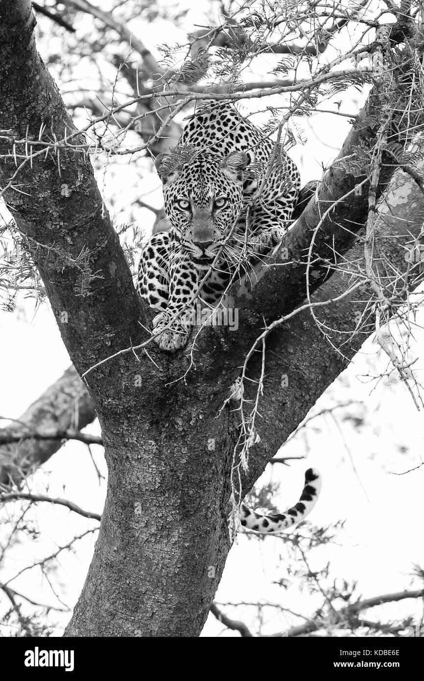 Angry male leopard, Murchison Falls National Park, Uganda, 2017 Stock ...