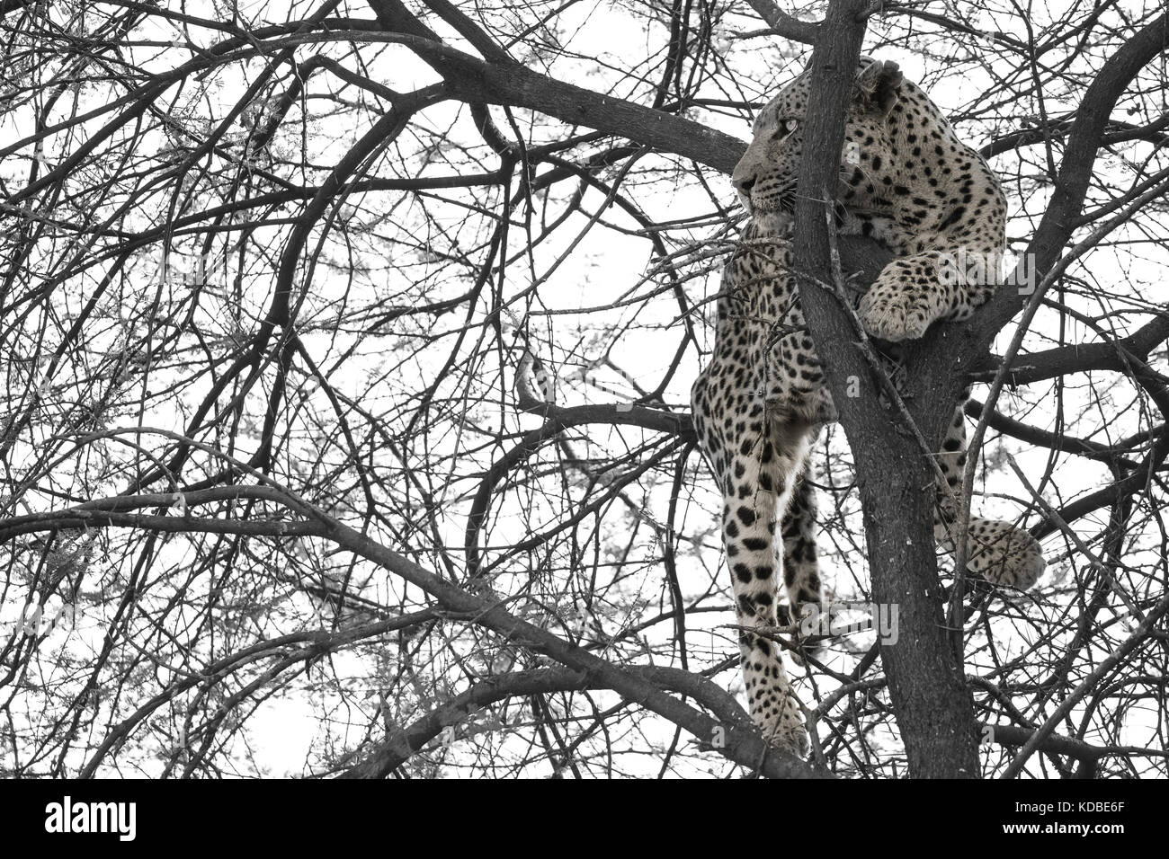 Leopard in a tree, Madikwe Game reserve, South Africa Stock Photo - Alamy