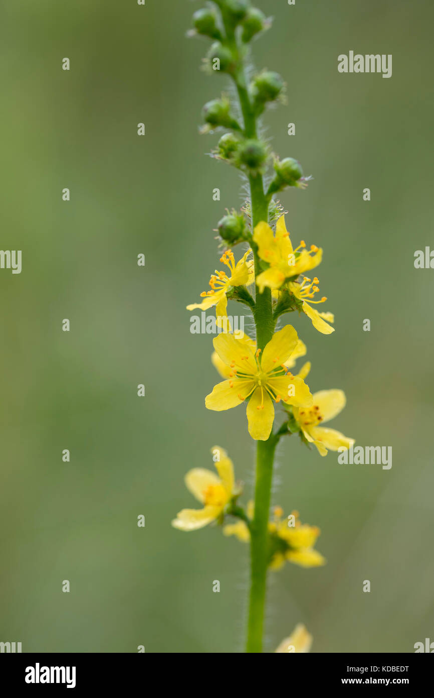 Agrimony Flower; Agrimonia eupatoria Summer; Cornwall UK Stock Photo ...