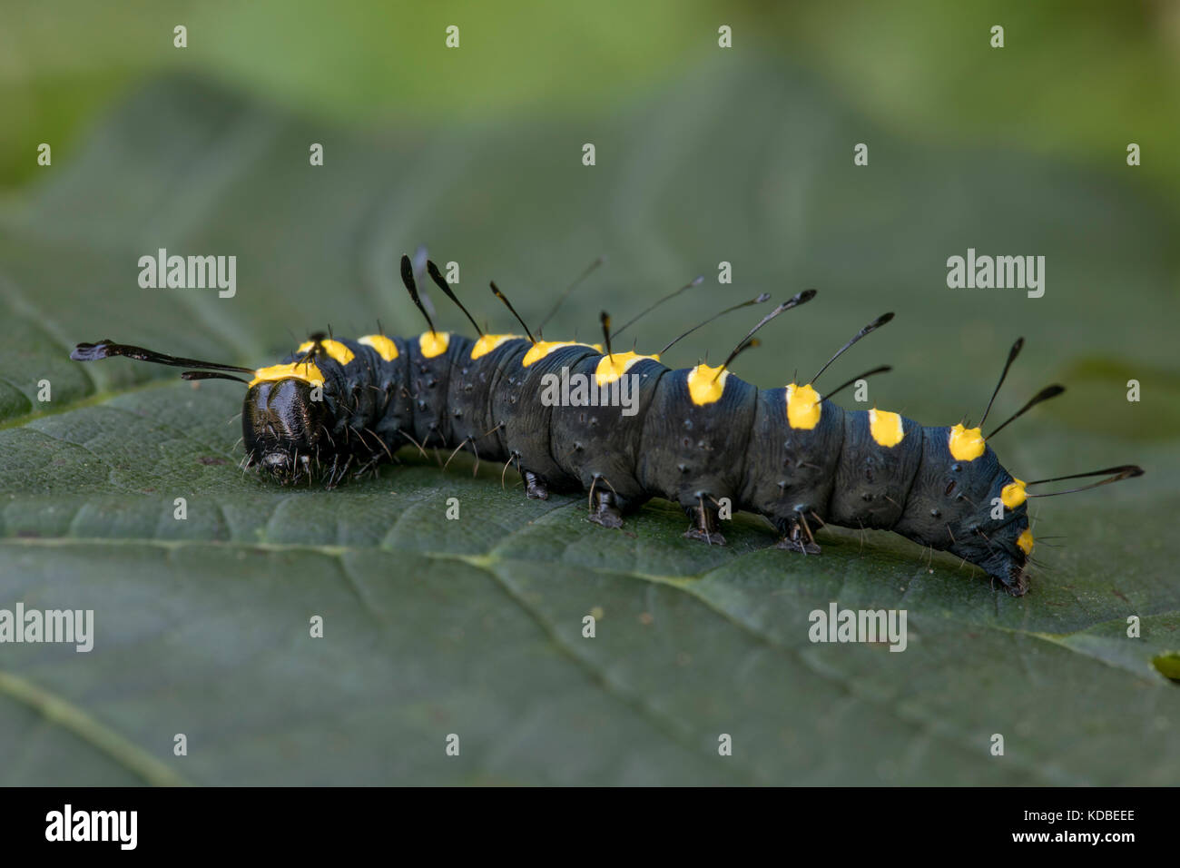 Alder Moth Larva; Acronicta alni Single on Leaf Cornwall; UK Stock ...
