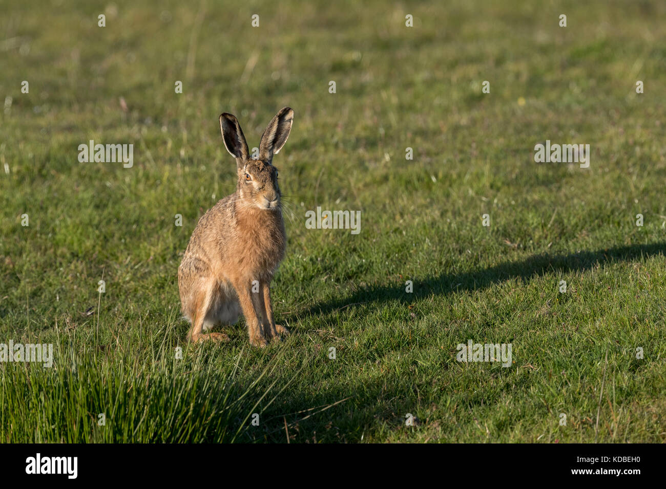 Brown Hare; Lepus europaeus Single Sitting Lancashire; UK Stock Photo ...