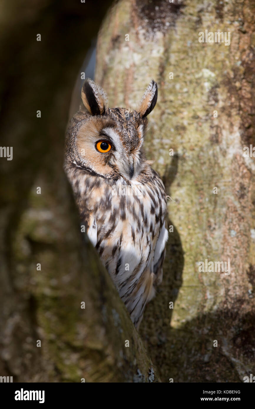 Long eared owl bird british hi-res stock photography and images - Alamy