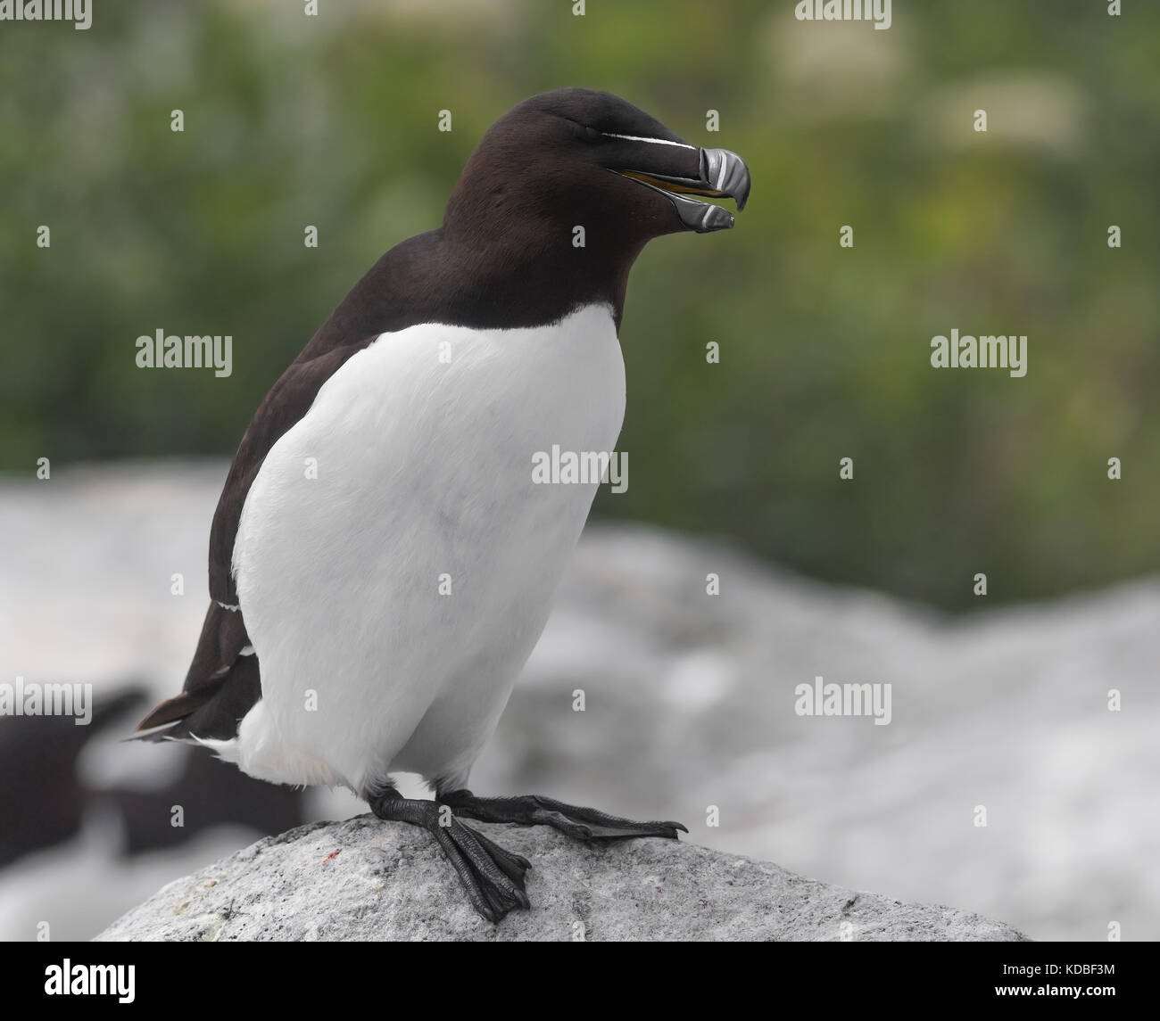 Puffin and razorbill hi-res stock photography and images - Alamy