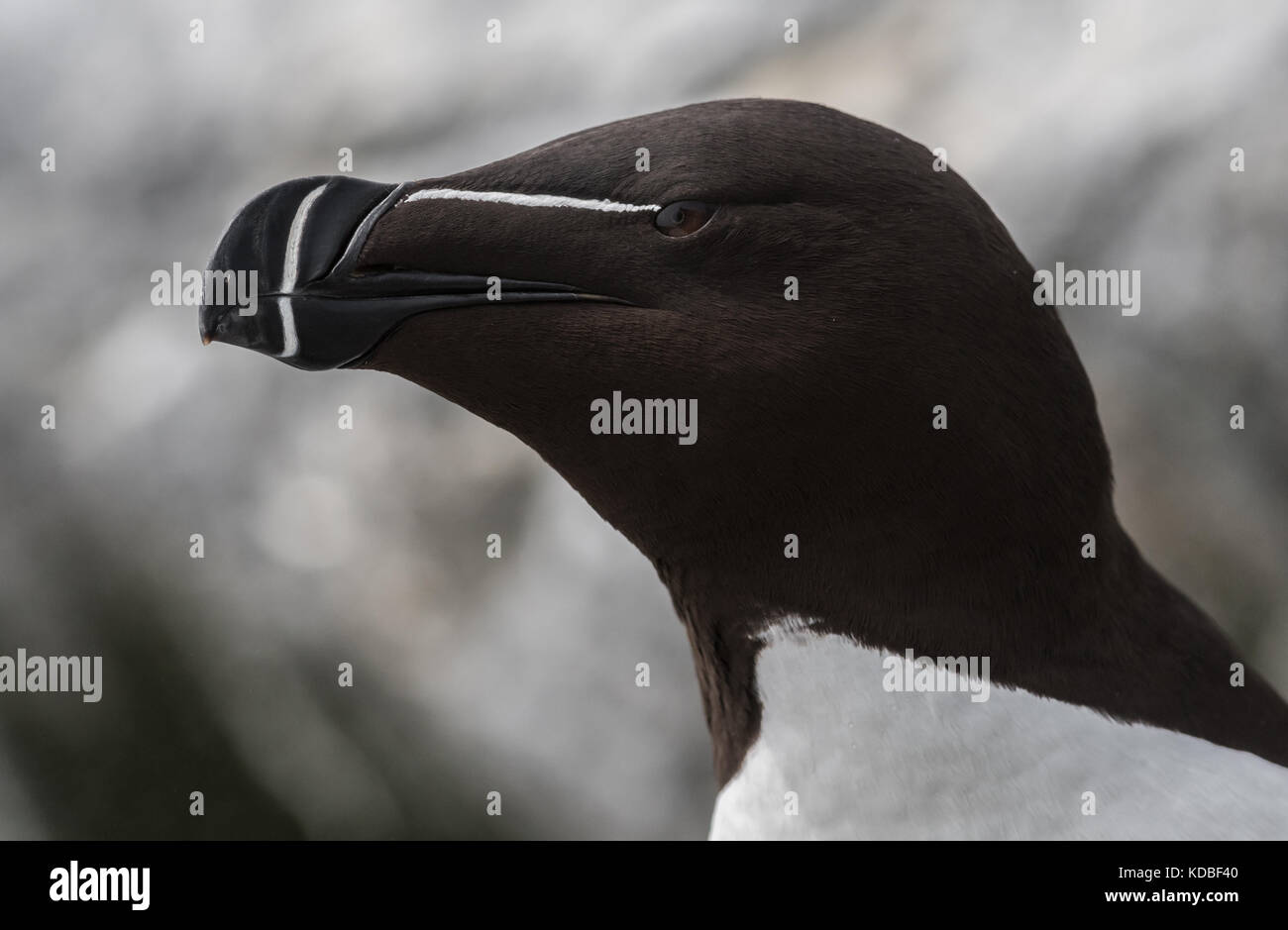 Puffin and razorbill hi-res stock photography and images - Alamy