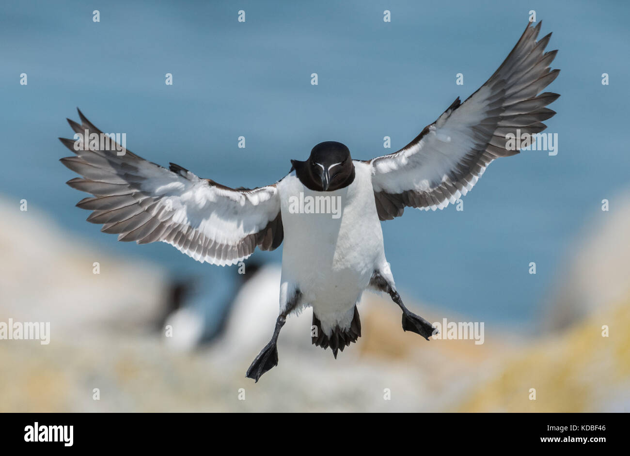 Puffin and razorbill hi-res stock photography and images - Alamy