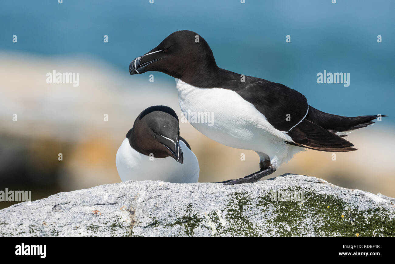 Razorbill flight hi-res stock photography and images - Alamy