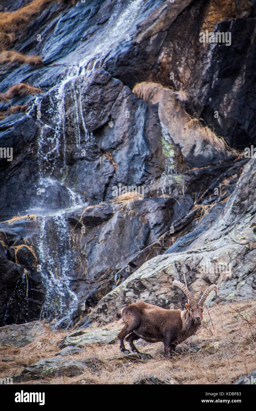 Steinbock panorama hi-res stock photography and images - Alamy