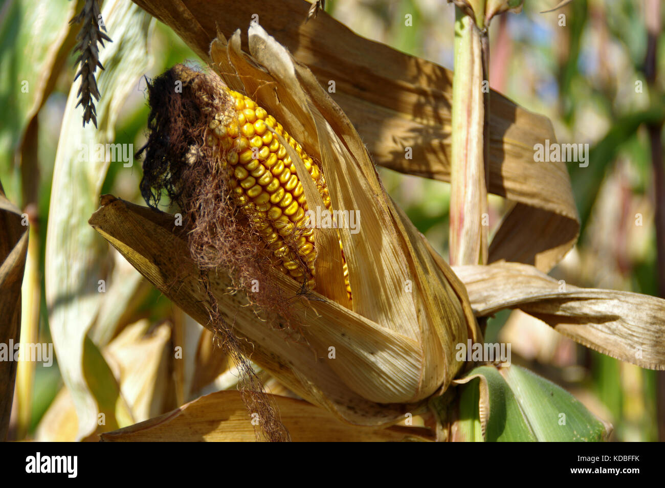 Harvest ready corn cob hi-res stock photography and images - Alamy