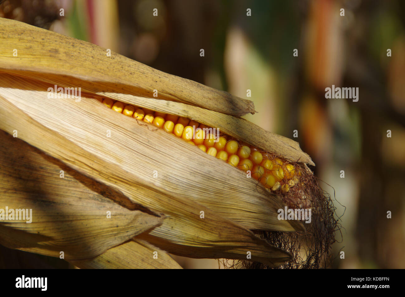 Corn cob on field ready to harvest. Autumn sunny day rural theme Stock Photo - Alamy