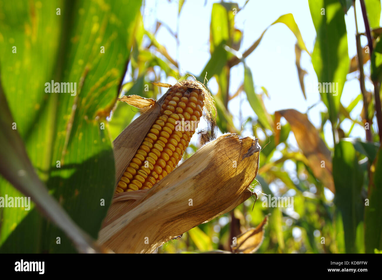 Corn cob on field ready to harvest. Autumn sunny day rural theme Stock ...