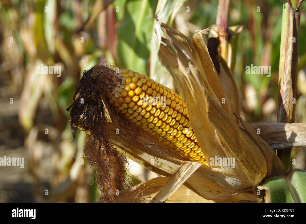 Corn cob on field ready to harvest. Autumn sunny day rural theme Stock ...