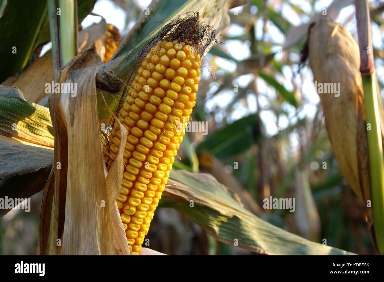 Corn cob on field ready to harvest. Autumn sunny day rural theme Stock ...