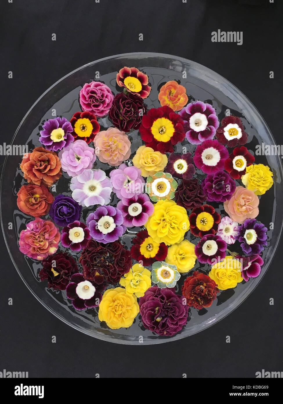 Flower auriculas hi-res stock photography and images - Alamy