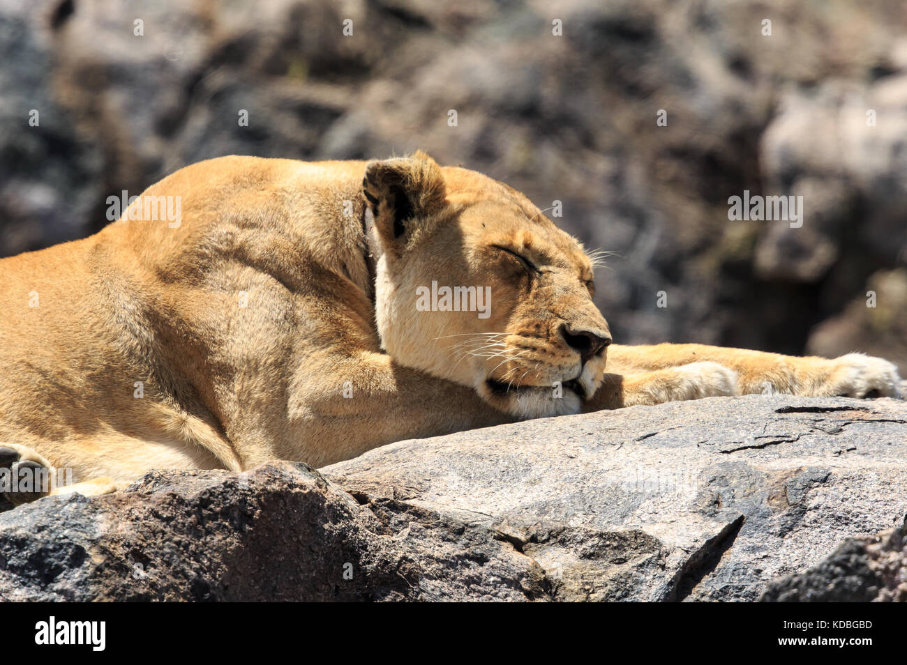 Radio collared Lioness Stock Photo - Alamy