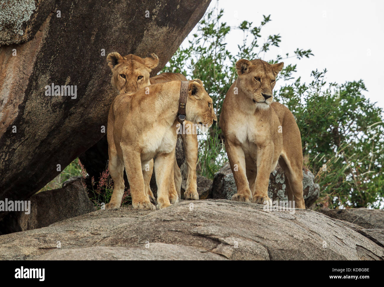 Collared lion hi-res stock photography and images - Alamy