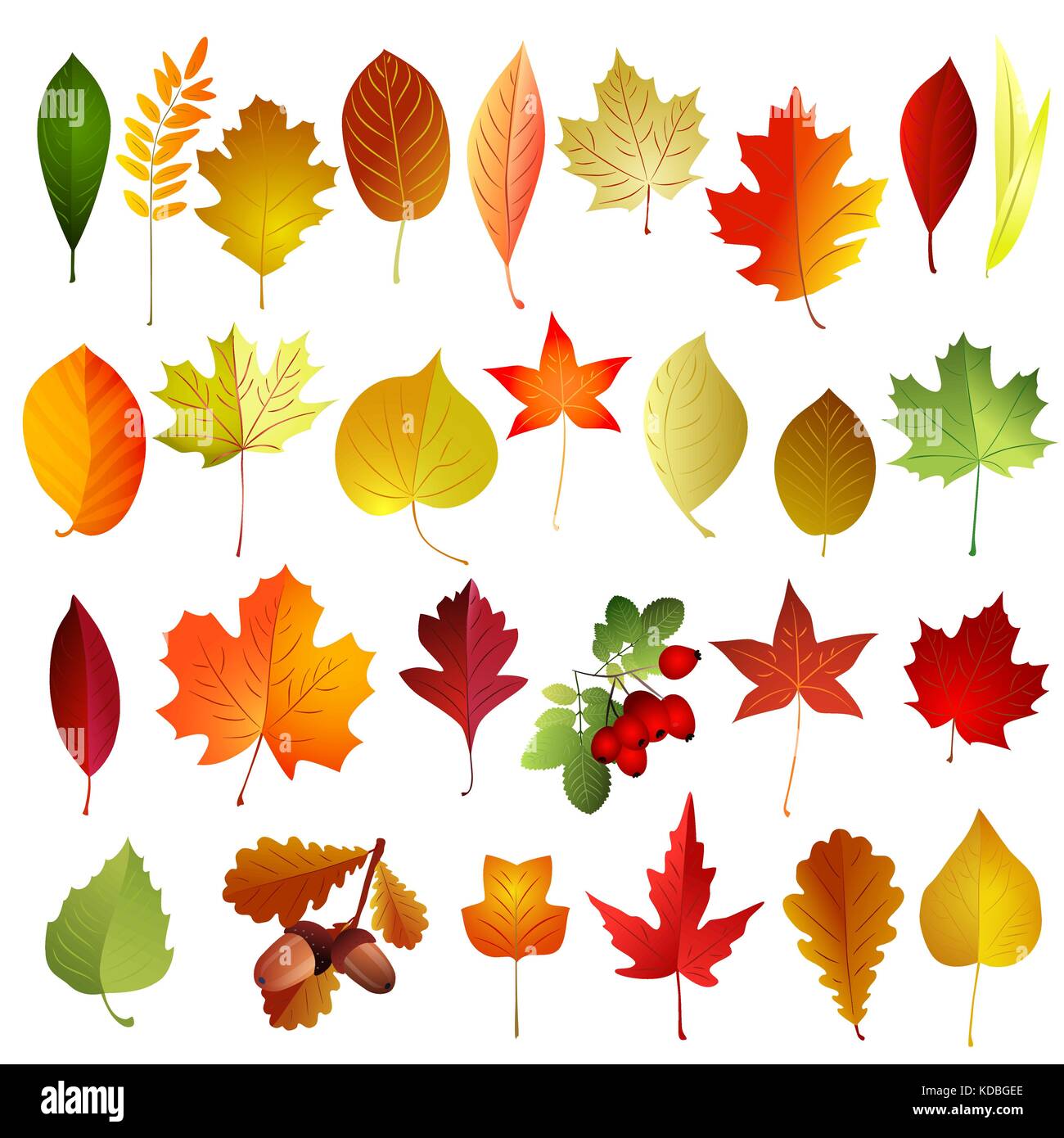 Set of autumn colored leaves. Vector elements Stock Vector Image & Art ...