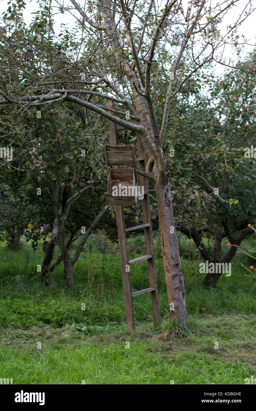 Tree wooden ladder hi-res stock photography and images - Alamy